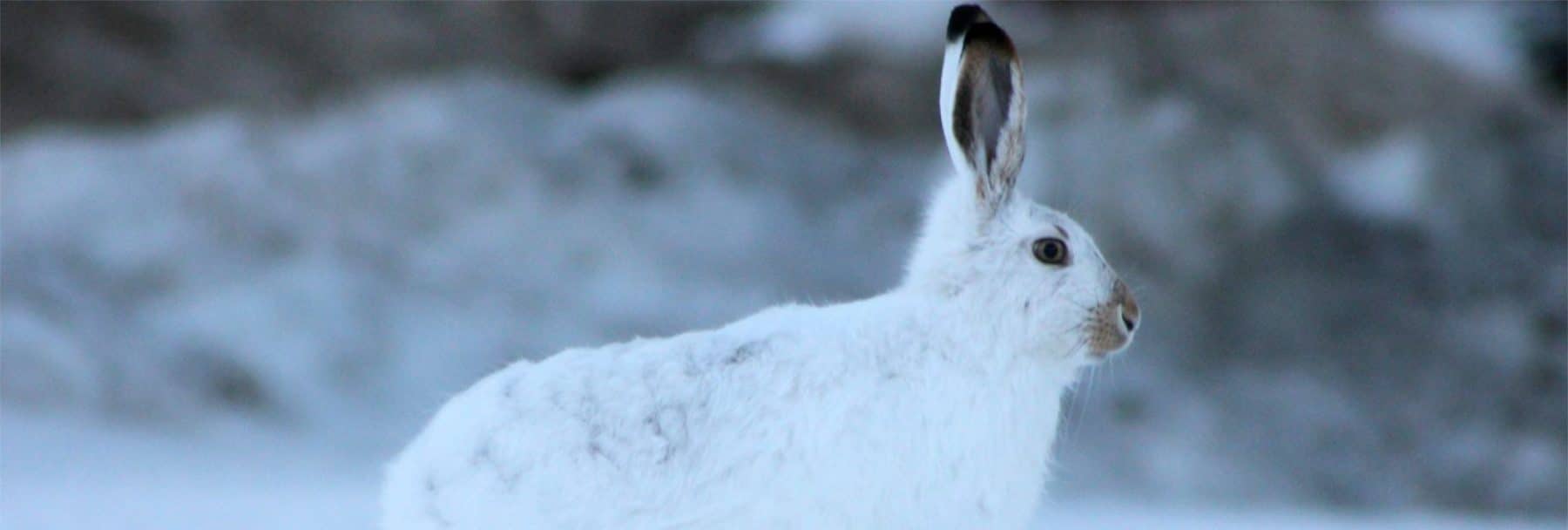 Snowshoe Hare - Northern Pride Lodge